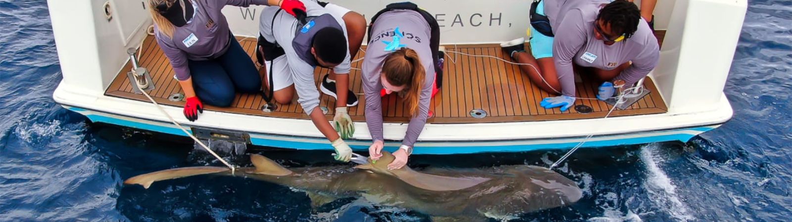 Support Shark and Ray Global Conservation | FIU Foundation